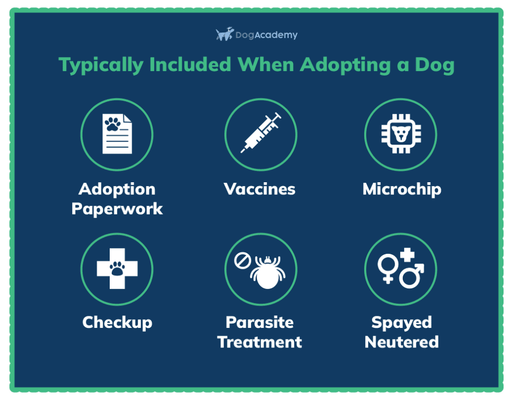 How To Adopt A Dog - Dog Adoption - Dog Academy