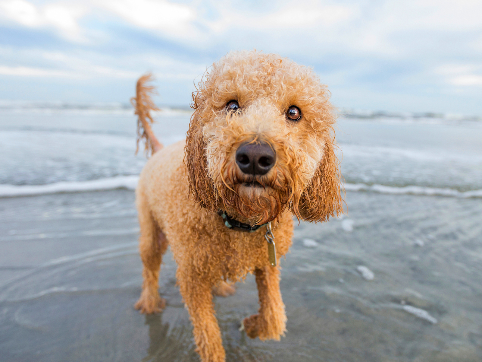 Adopt an F1B Goldendoodle in California - Dog Adoption - Dog Academy