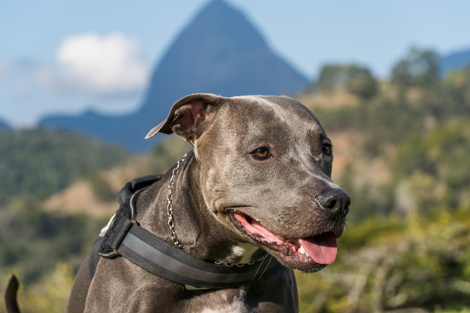 Adopt a Blue Nose Pitbull in Pennsylvania - Dog Adoption - Dog Academy