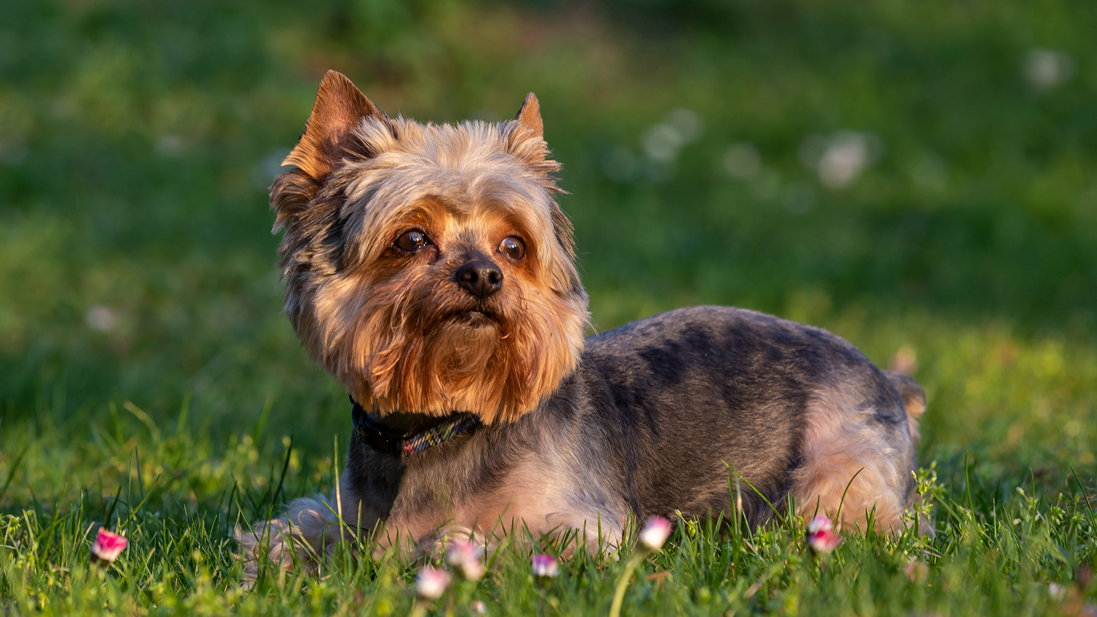 Adopt a Teacup Yorkie in Florida - Dog Adoption - Dog Academy