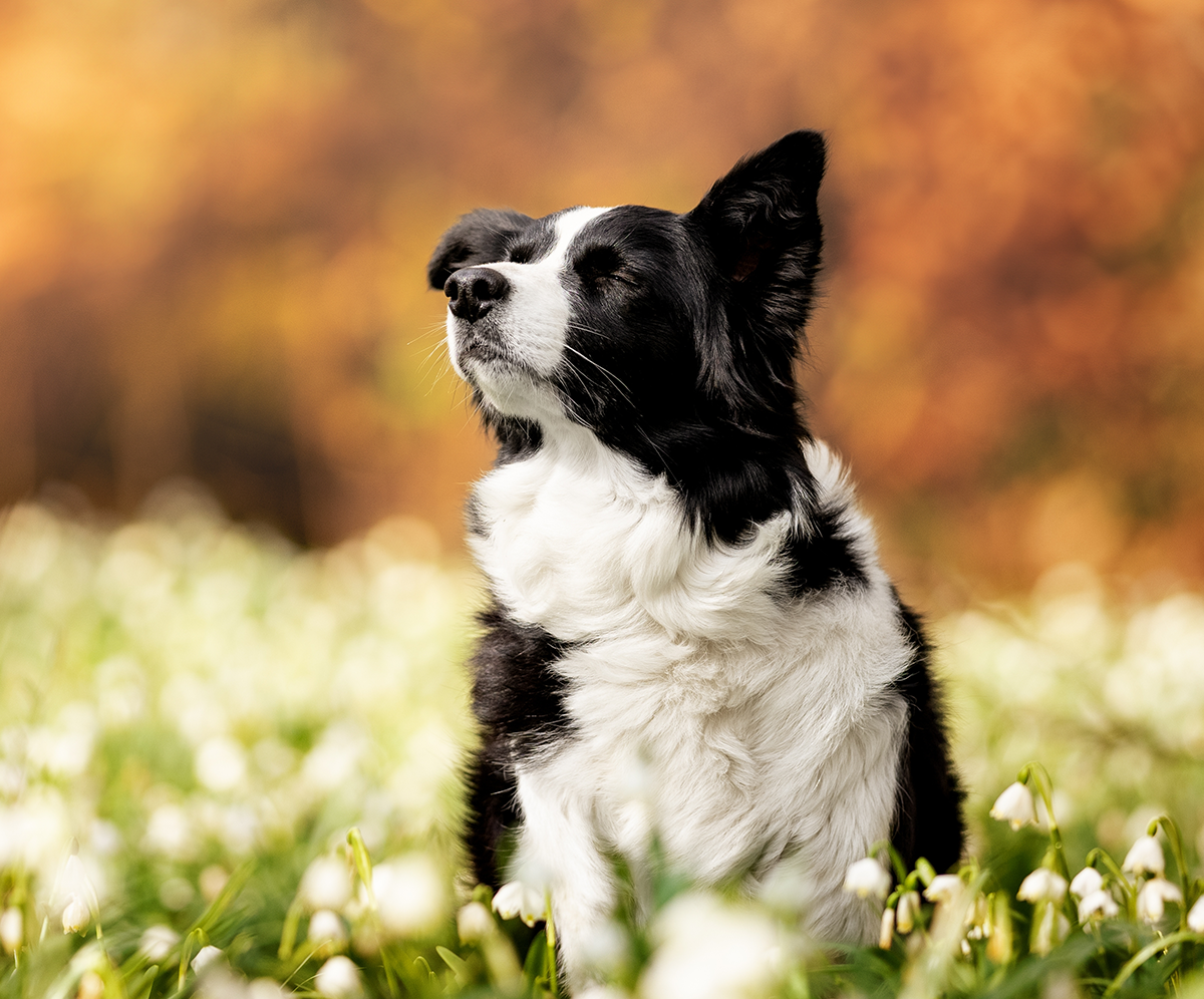 How to Adopt a Border Collie in Pennsylvania - Dog Adoption - Dog Academy