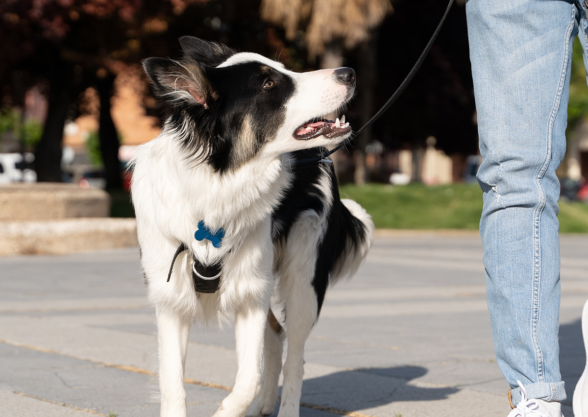 How to Adopt a Border Collie in New York - Dog Adoption - Dog Academy