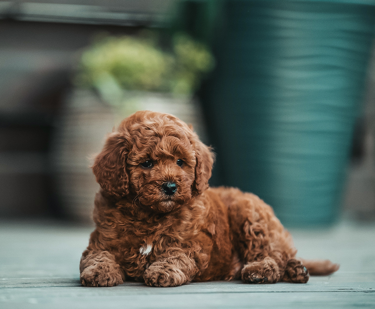 How to Adopt a Teacup Poodle in North Carolina - Dog Adoption - Dog Academy