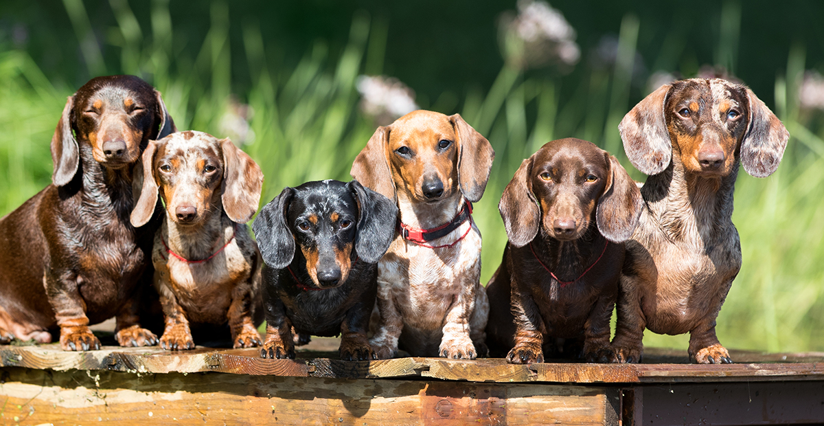 How to Adopt a Dachshund in Florida - Dog Adoption - Dog Academy