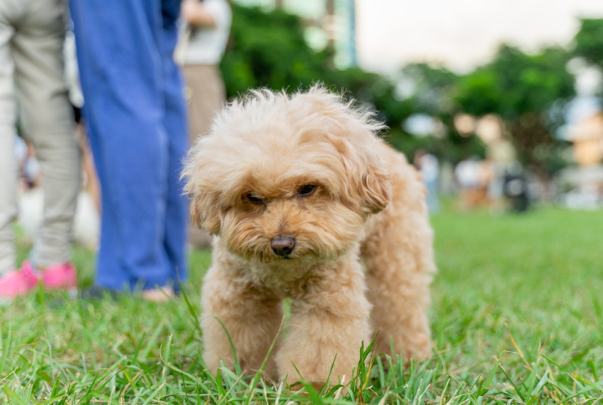 How to Adopt a Teacup Poodle in Georgia - Dog Adoption - Dog Academy