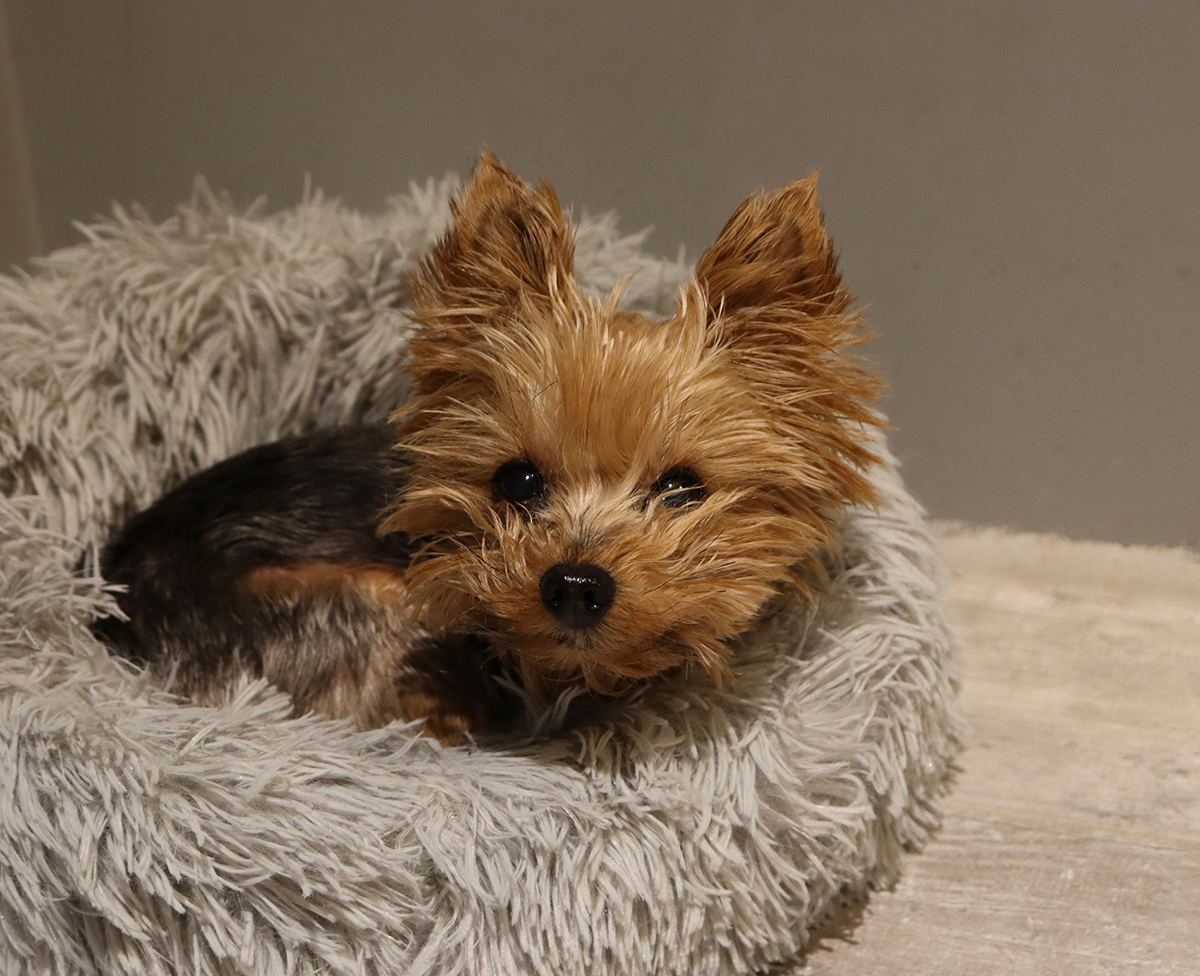 Adopt A Teacup Yorkie in Ohio - Dog Adoption - Dog Academy