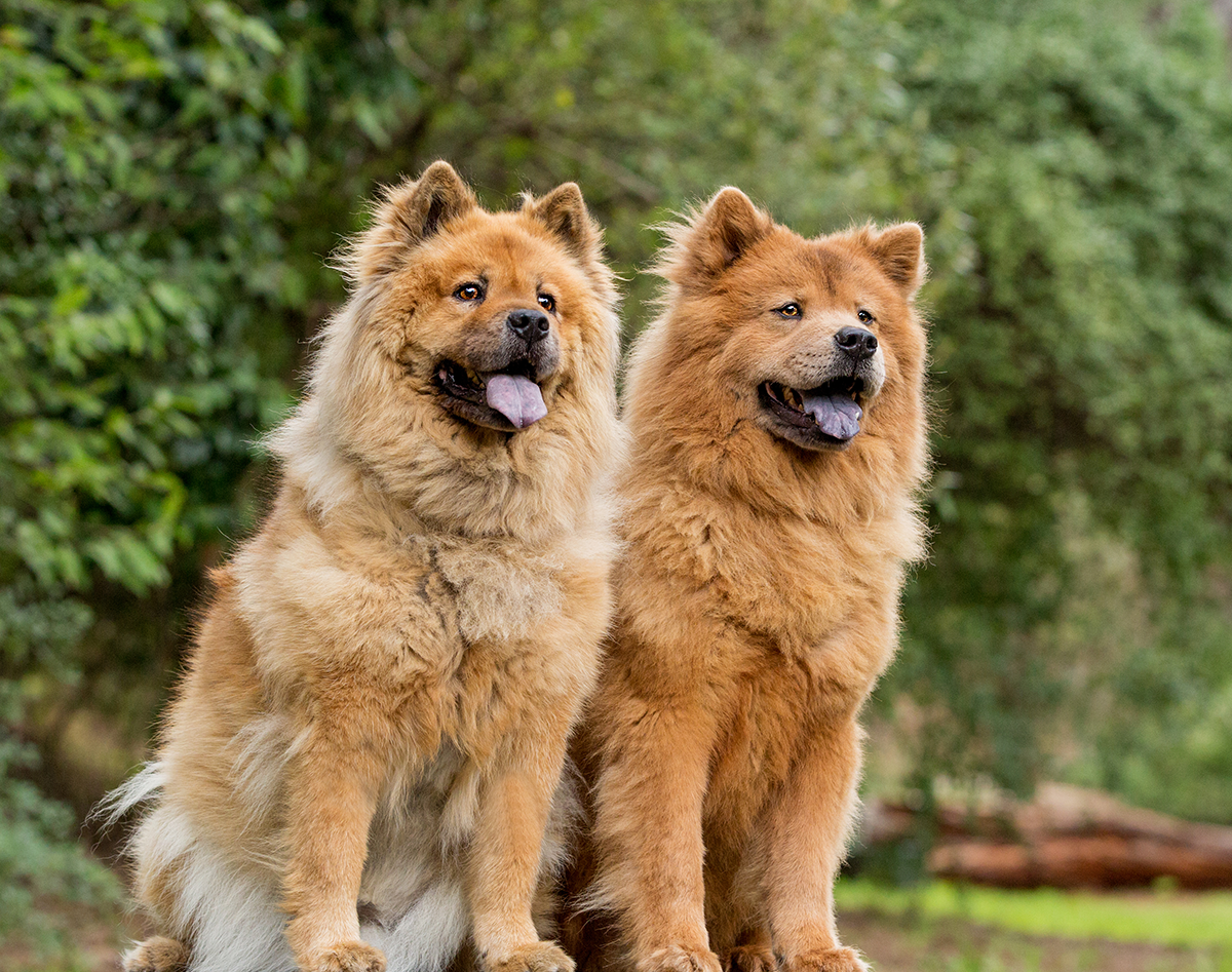 How to Adopt a Chow Chow in California - Dog Adoption - Dog Academy