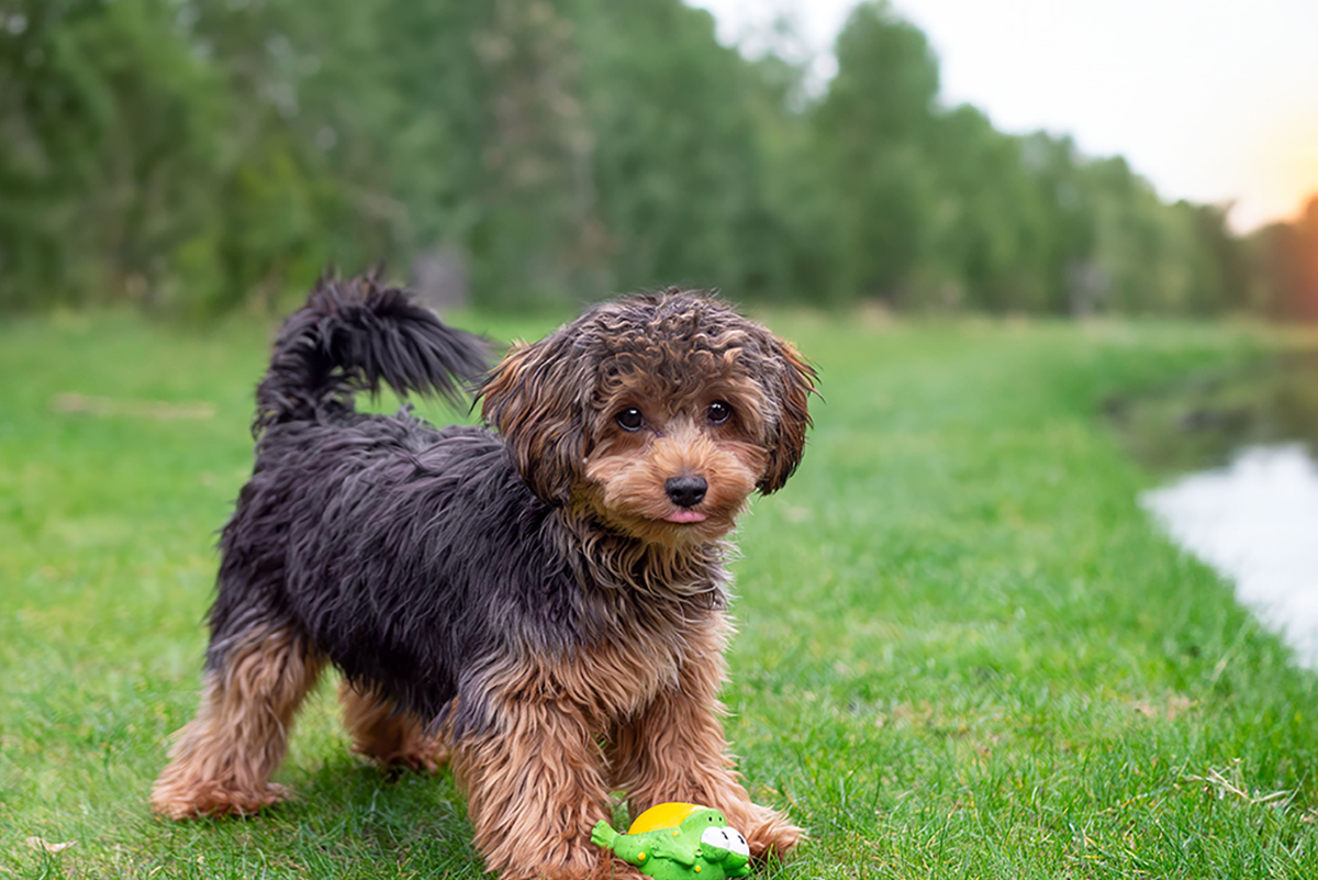 How to Adopt a Cavapoo in Florida - Dog Adoption - Dog Academy