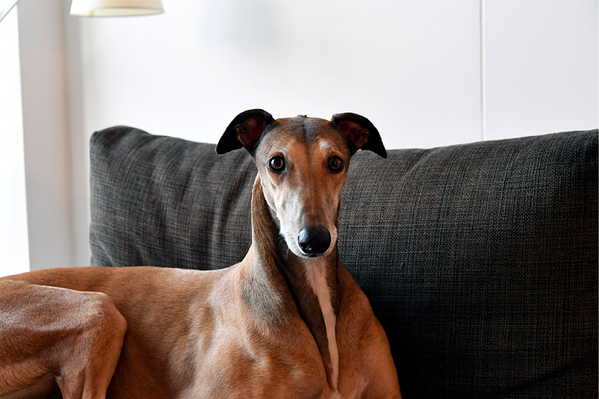 How to Adopt a Greyhound in Texas - Dog Adoption - Dog Academy