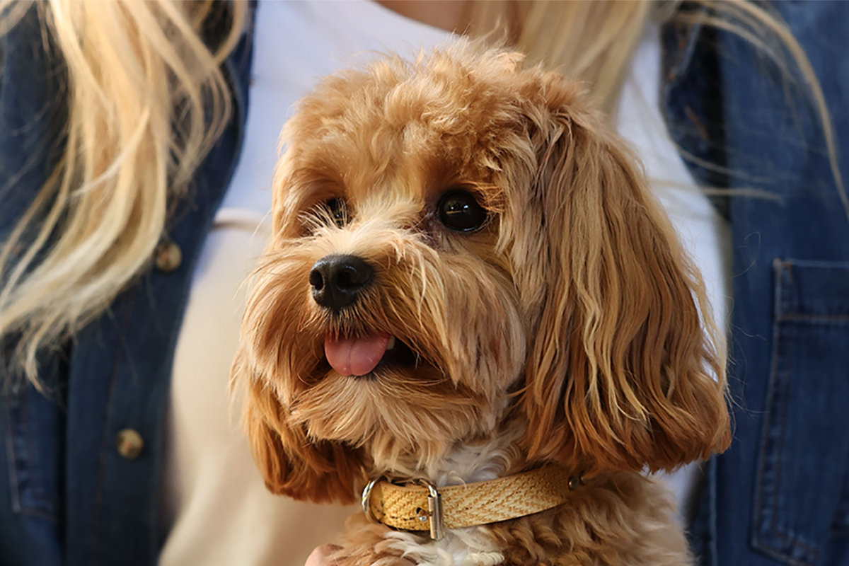 How to Adopt a Cavapoo in Texas - Dog Adoption - Dog Academy