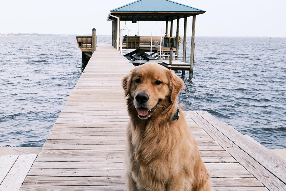 How to Adopt a Golden Retriever in Florida - Dog Adoption - Dog Academy