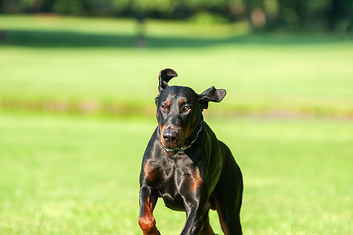 How to Adopt a Doberman in California - Dog Adoption - Dog Academy