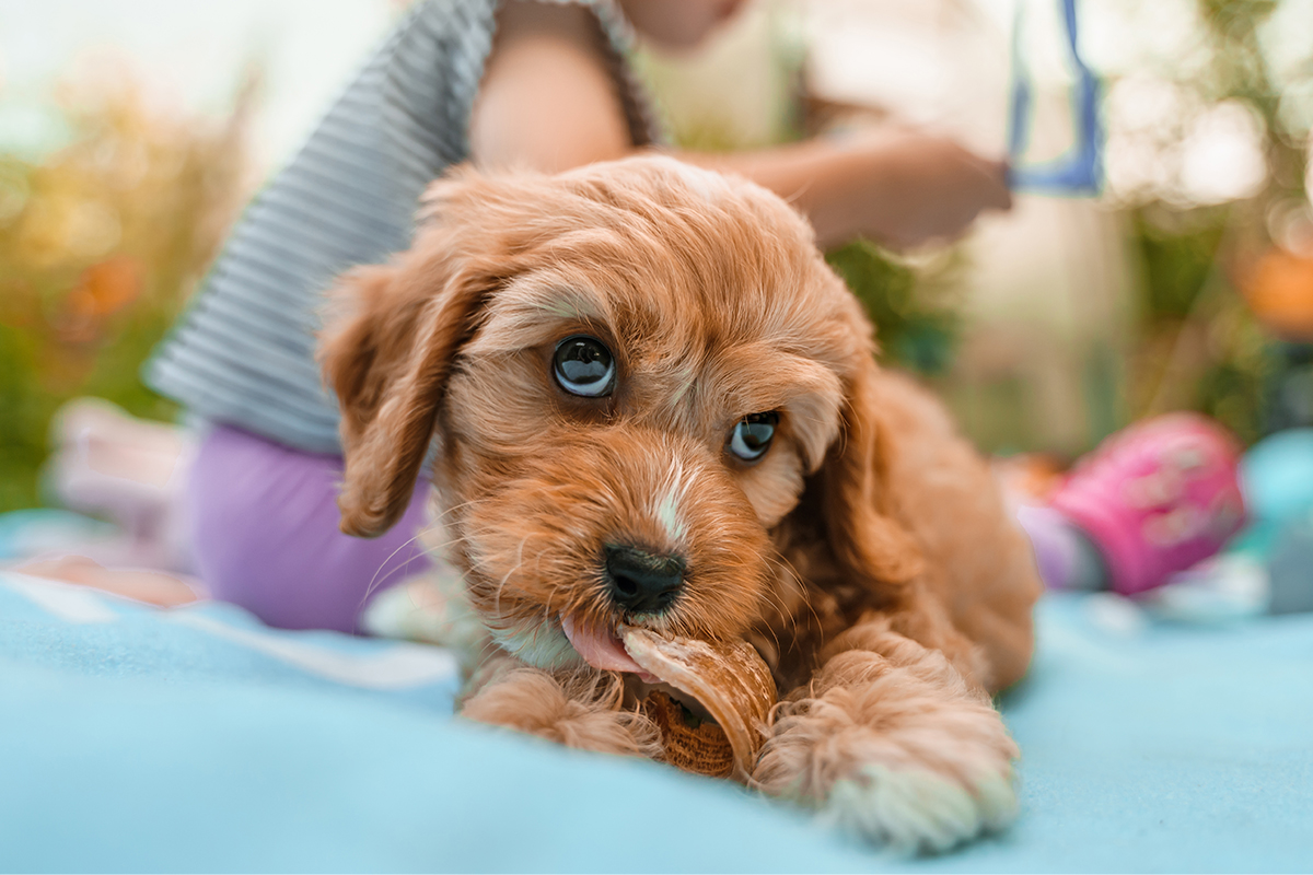 How to Adopt a Cavapoo in New York - Dog Adoption - Dog Academy