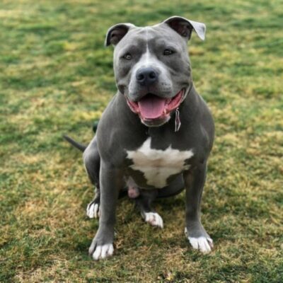 How To Adopt a Blue Nose Pitbull in Modesto - Dog Adoption - Dog Academy
