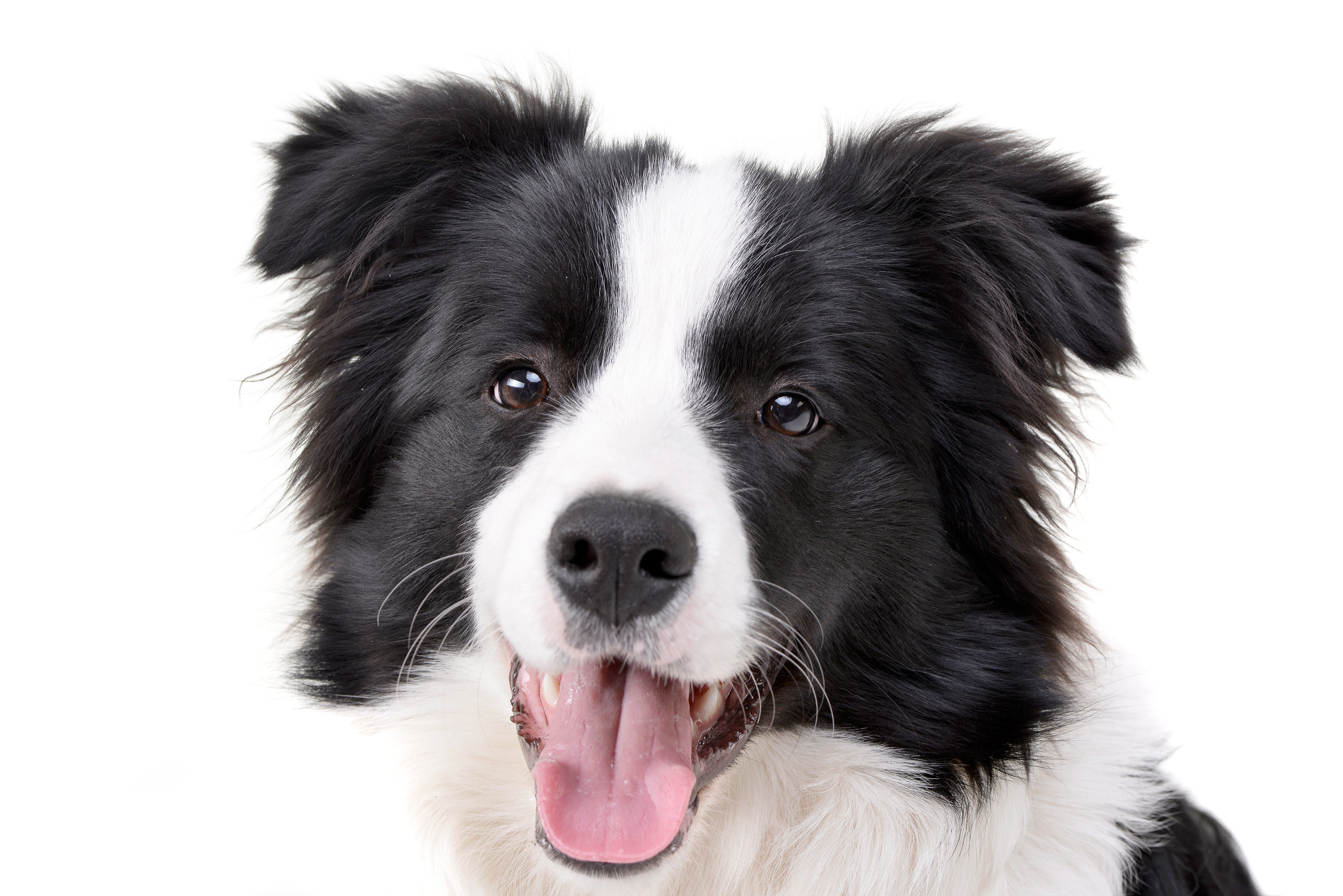 How to Adopt a Border Collie in Ohio - Dog Adoption - Dog Academy
