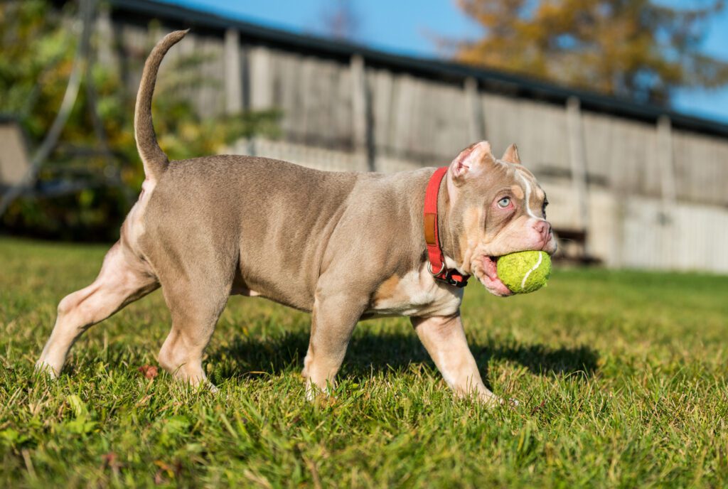 How to Adopt an American Bully in Michigan - Dog Adoption - Dog Academy
