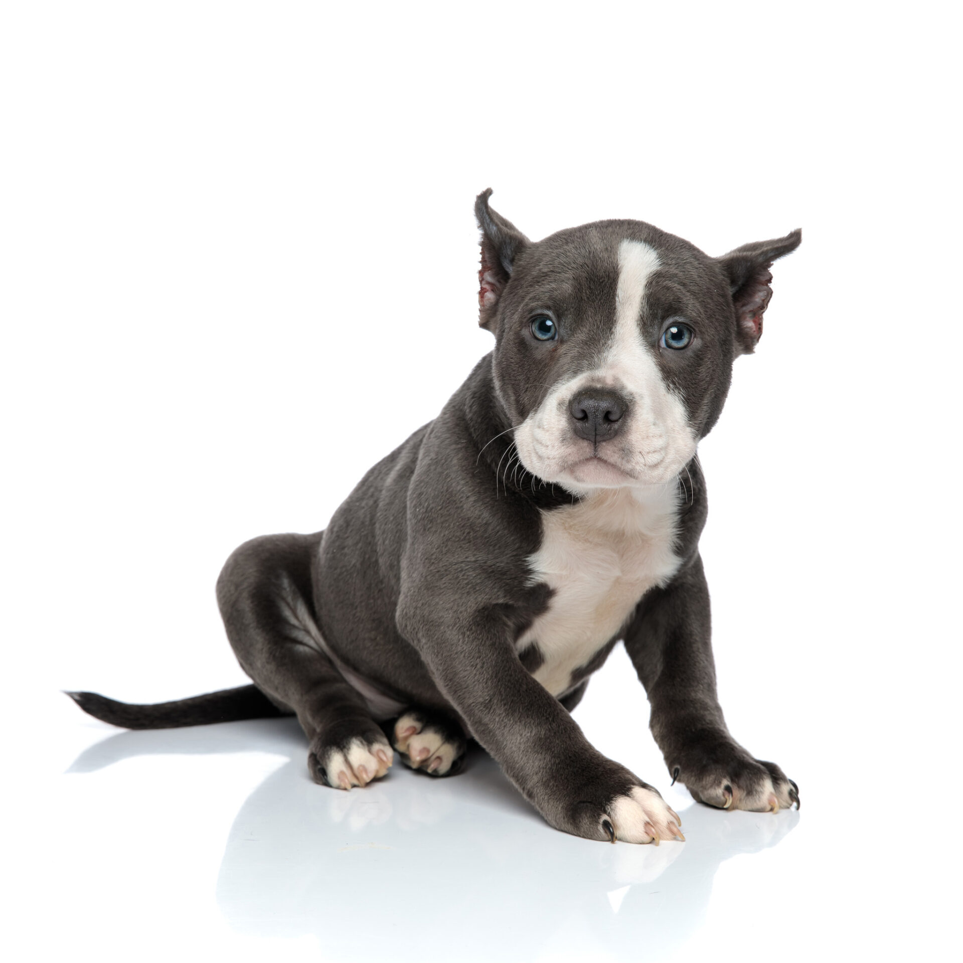 How to Adopt an American Bully in North Carolina - Dog Adoption - Dog ...