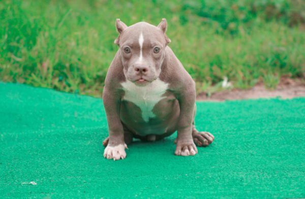 How to Adopt an American Bully in Wyoming - Dog Adoption - Dog Academy