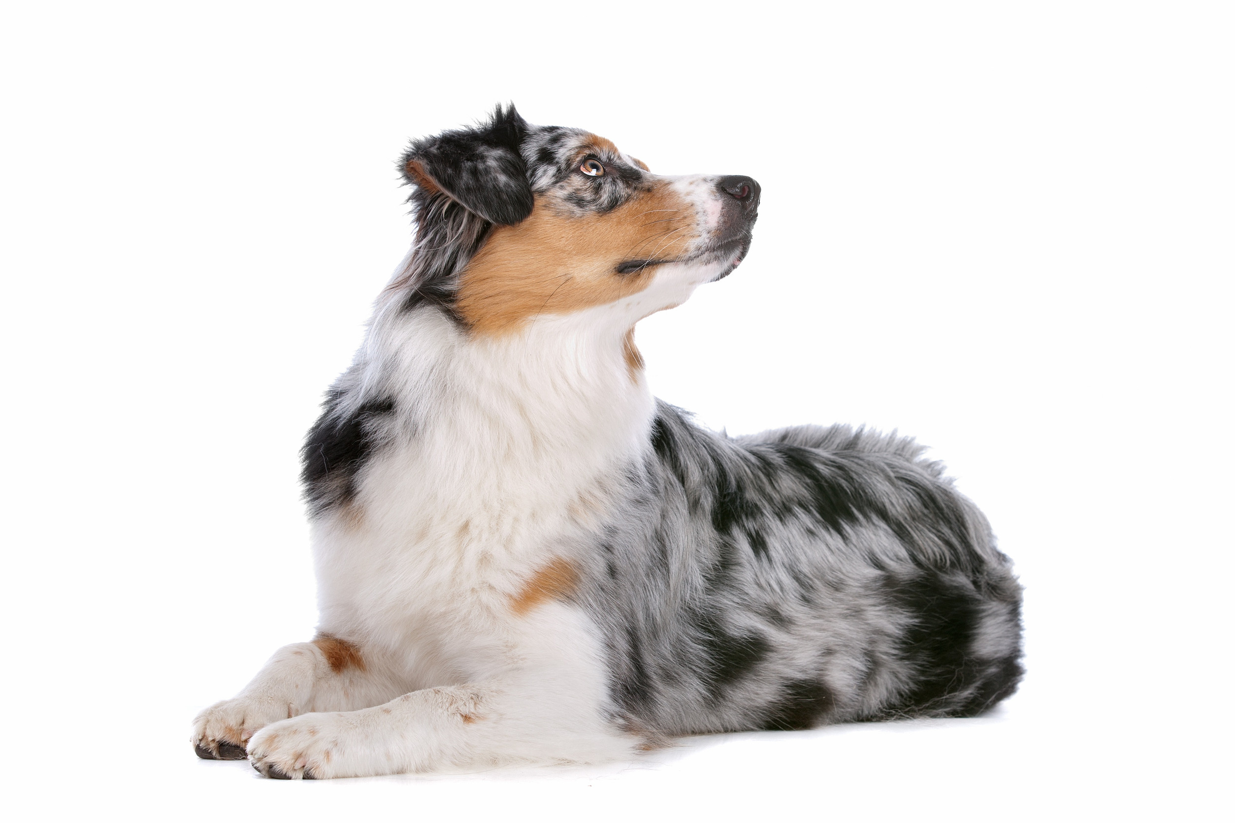How to Adopt an Australian Shepherd in Alaska - Dog Adoption - Dog Academy