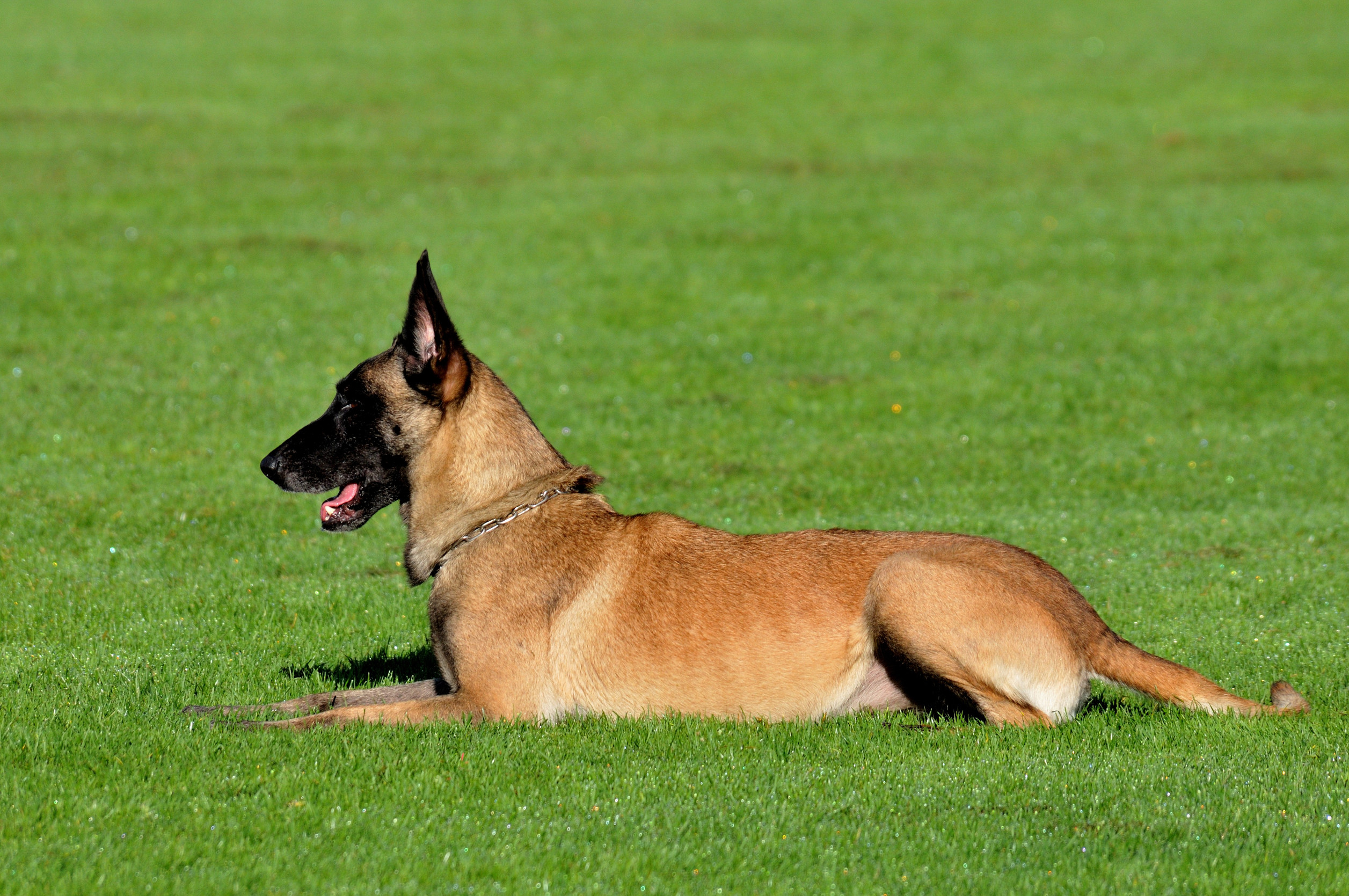 How to Adopt a Belgian Malinois in Iowa - Dog Adoption - Dog Academy