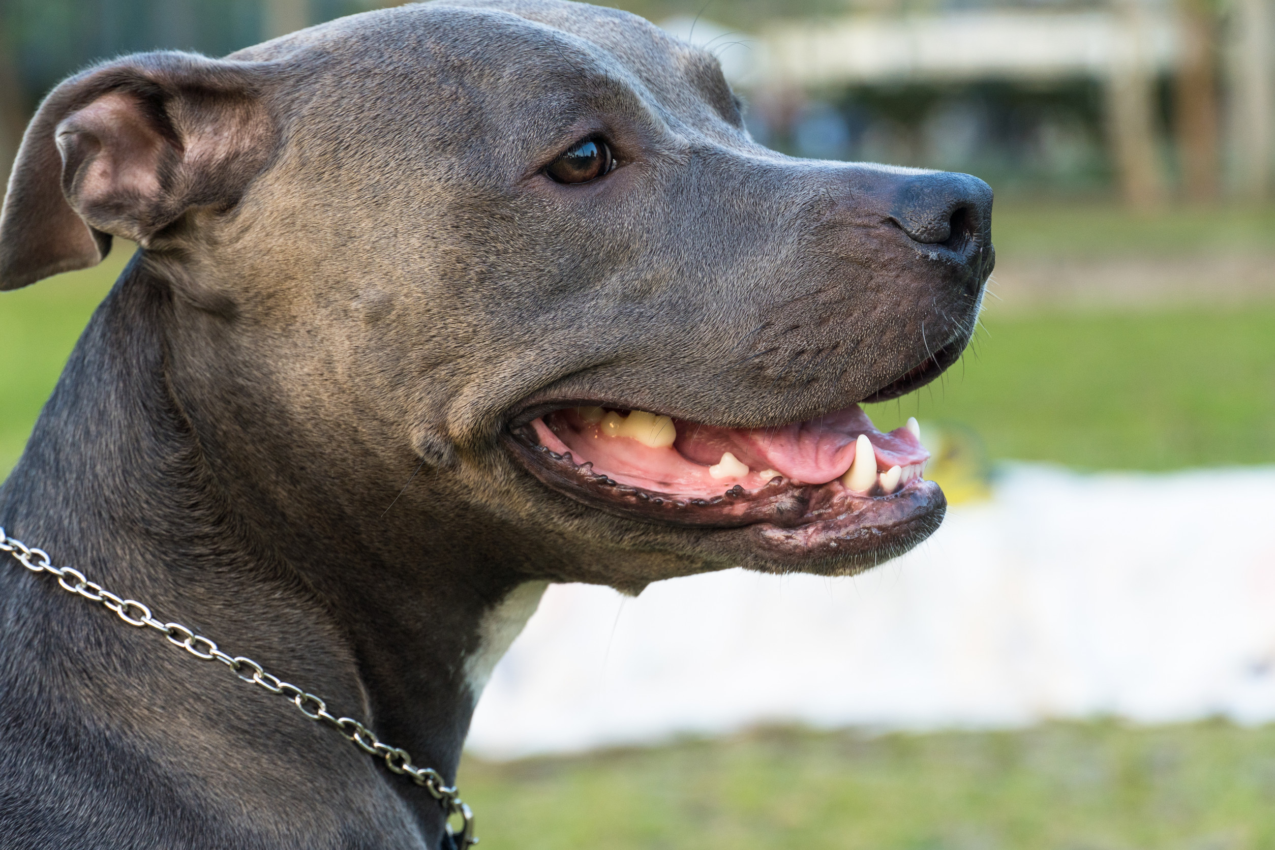 How to Adopt a Blue Nose Pitbull in South Dakota - Dog Adoption - Dog ...