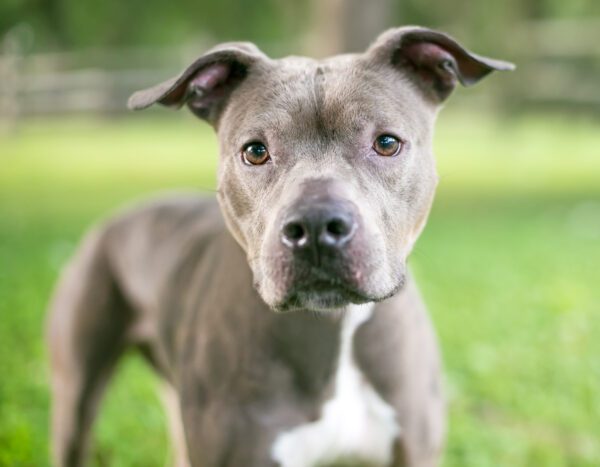 How to Adopt a Blue Nose Pitbull in West Virginia - Dog Adoption - Dog ...