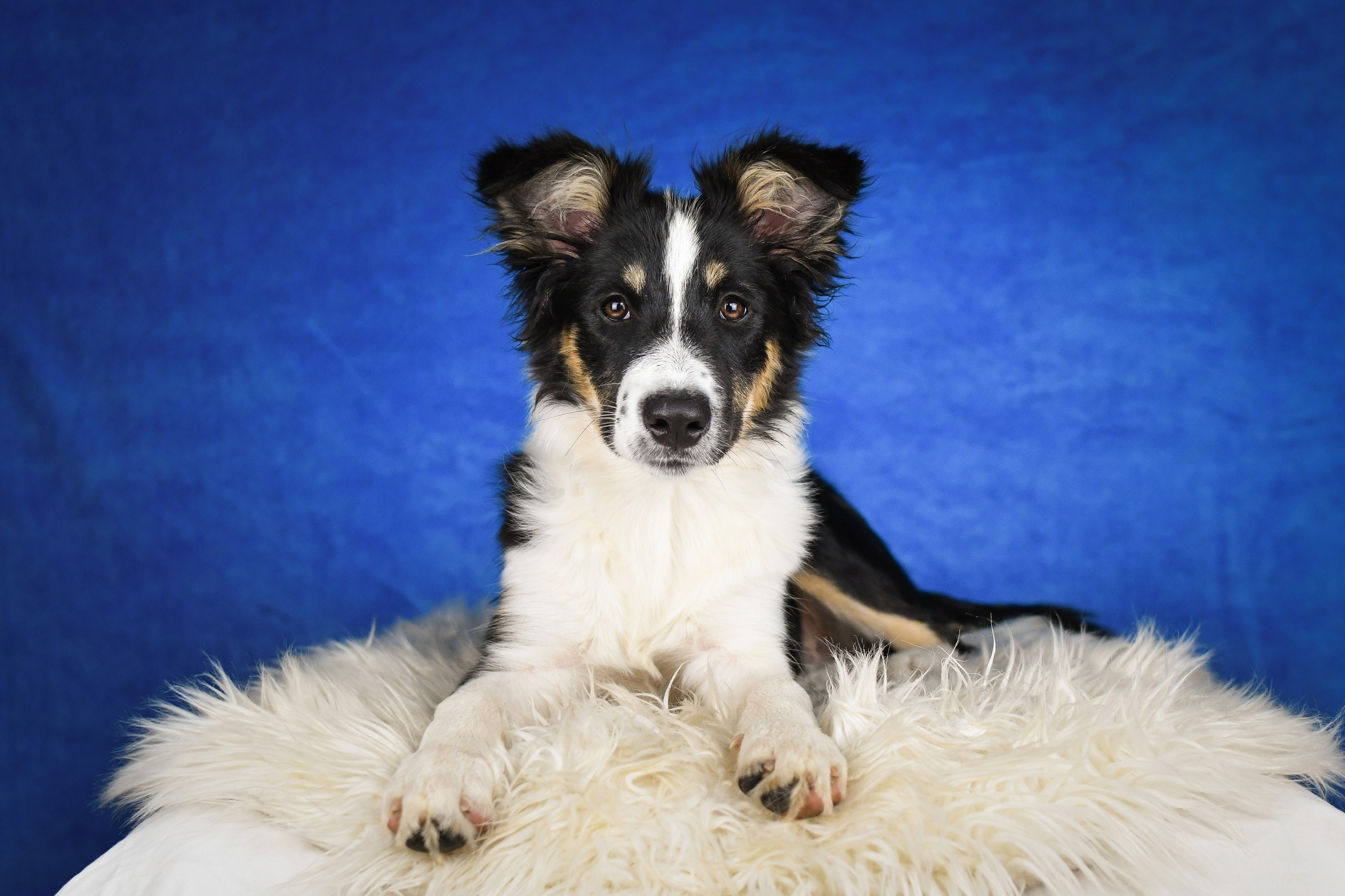 How to Adopt a Border Collie in Utah - Dog Adoption - Dog Academy