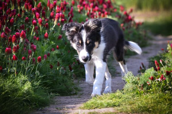 How to Adopt a Border Collie in Louisiana - Dog Adoption - Dog Academy