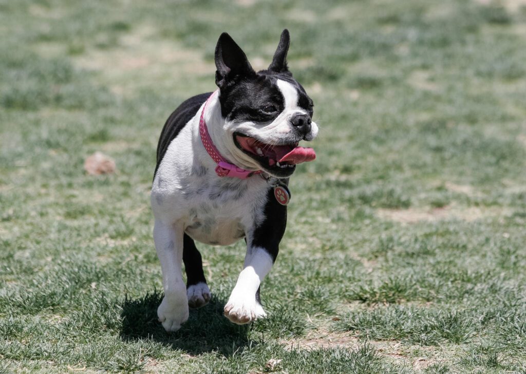 How to Adopt a Boston Terrier in Kansas - Dog Adoption - Dog Academy