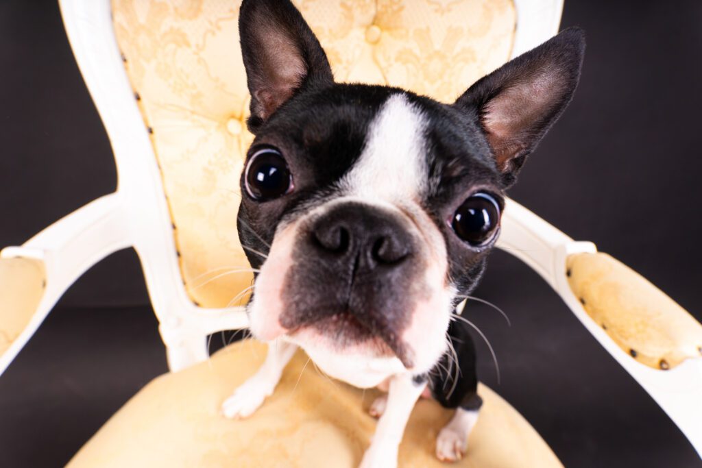 How to Adopt a Boston Terrier in Delaware - Dog Adoption - Dog Academy