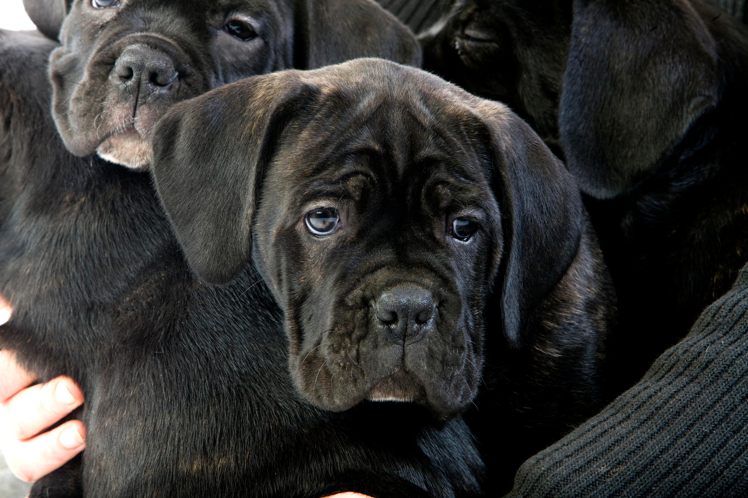 How to Adopt a Cane Corso in Tennessee - Dog Adoption - Dog Academy