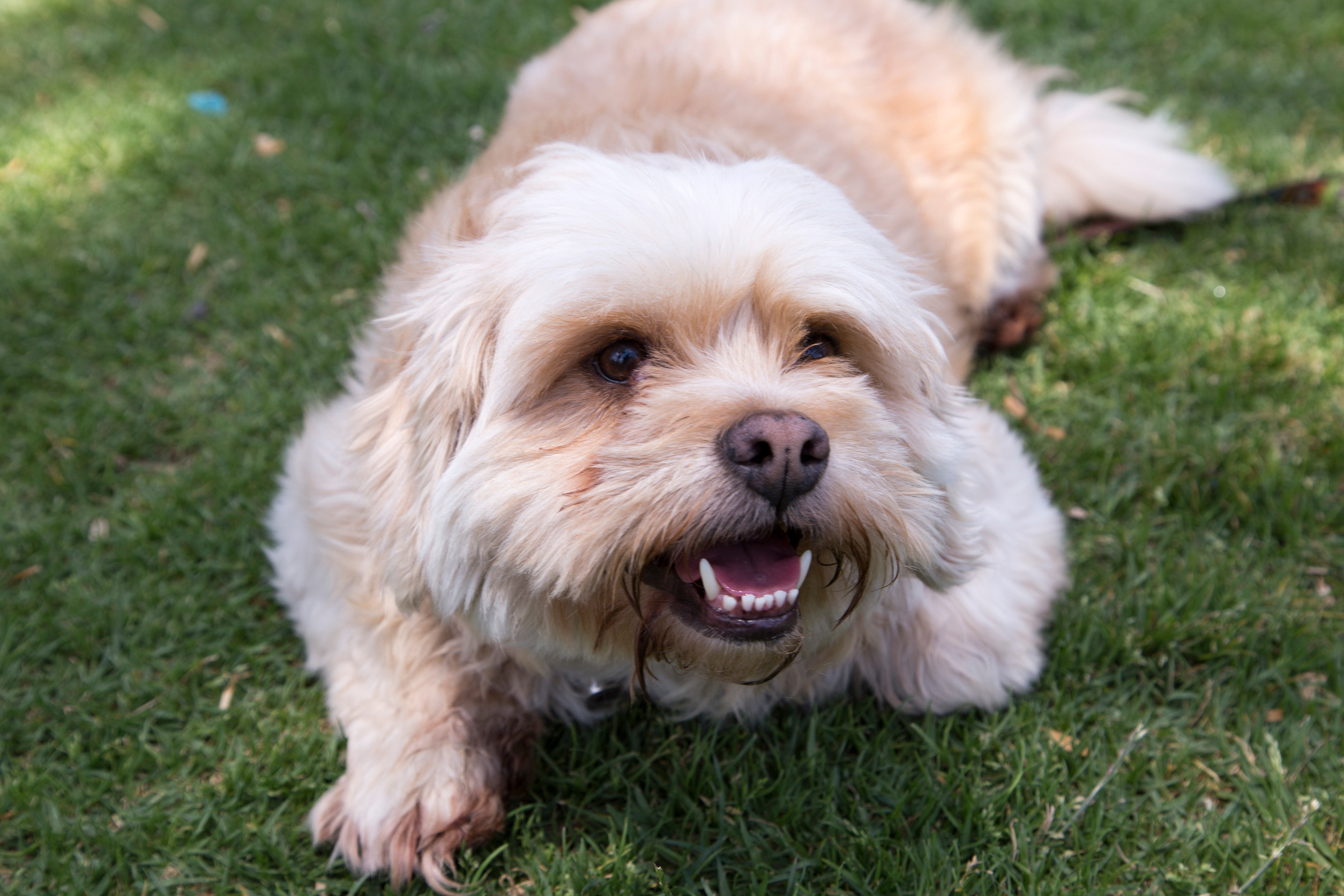 How to Adopt a Cavachon in Arkansas - Dog Adoption - Dog Academy