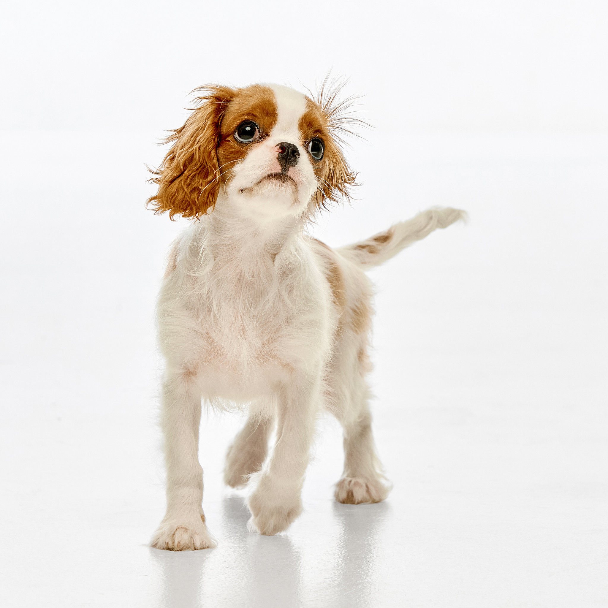 How to Adopt a Cavachon in North Dakota - Dog Adoption - Dog Academy