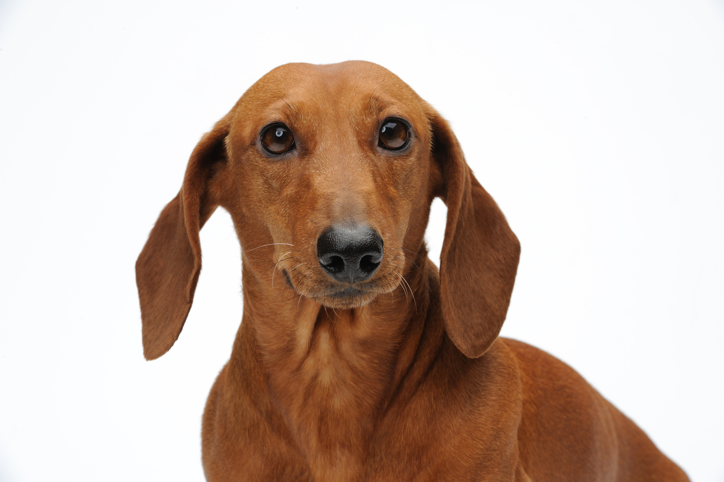 How to Adopt a Dachshund in Georgia - Dog Adoption - Dog Academy