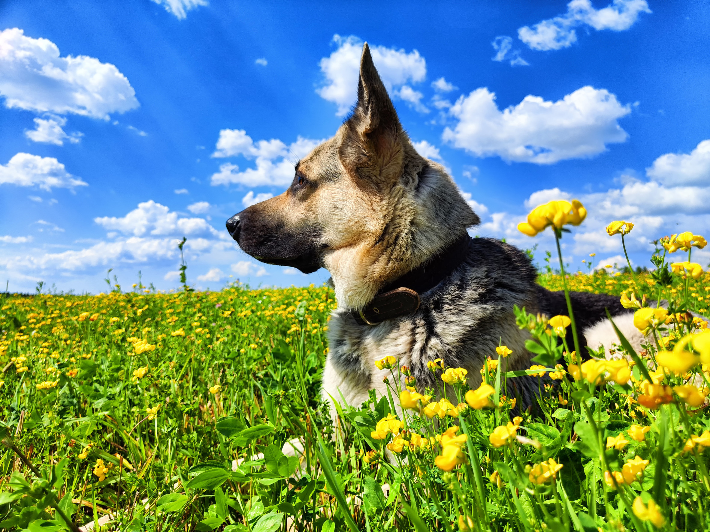 How to Adopt a German Shepherd Husky Mix in Missouri - Dog Adoption ...