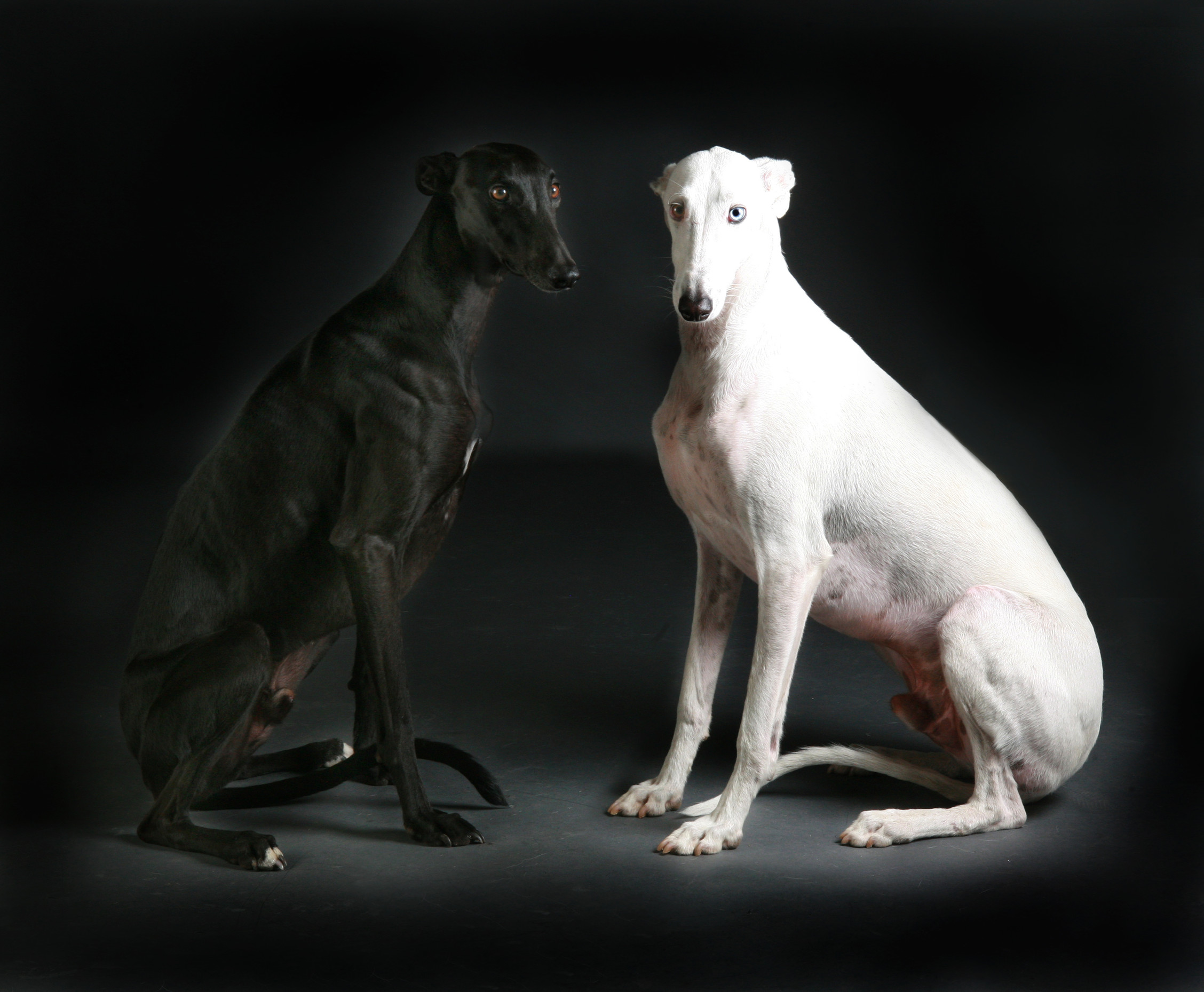 How to Adopt a Greyhound in Kentucky - Dog Adoption - Dog Academy