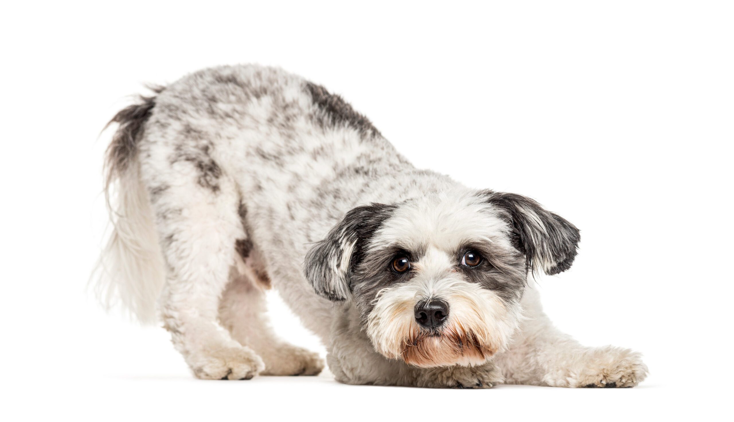 How to Adopt a Havapoo in Illinois - Dog Adoption - Dog Academy