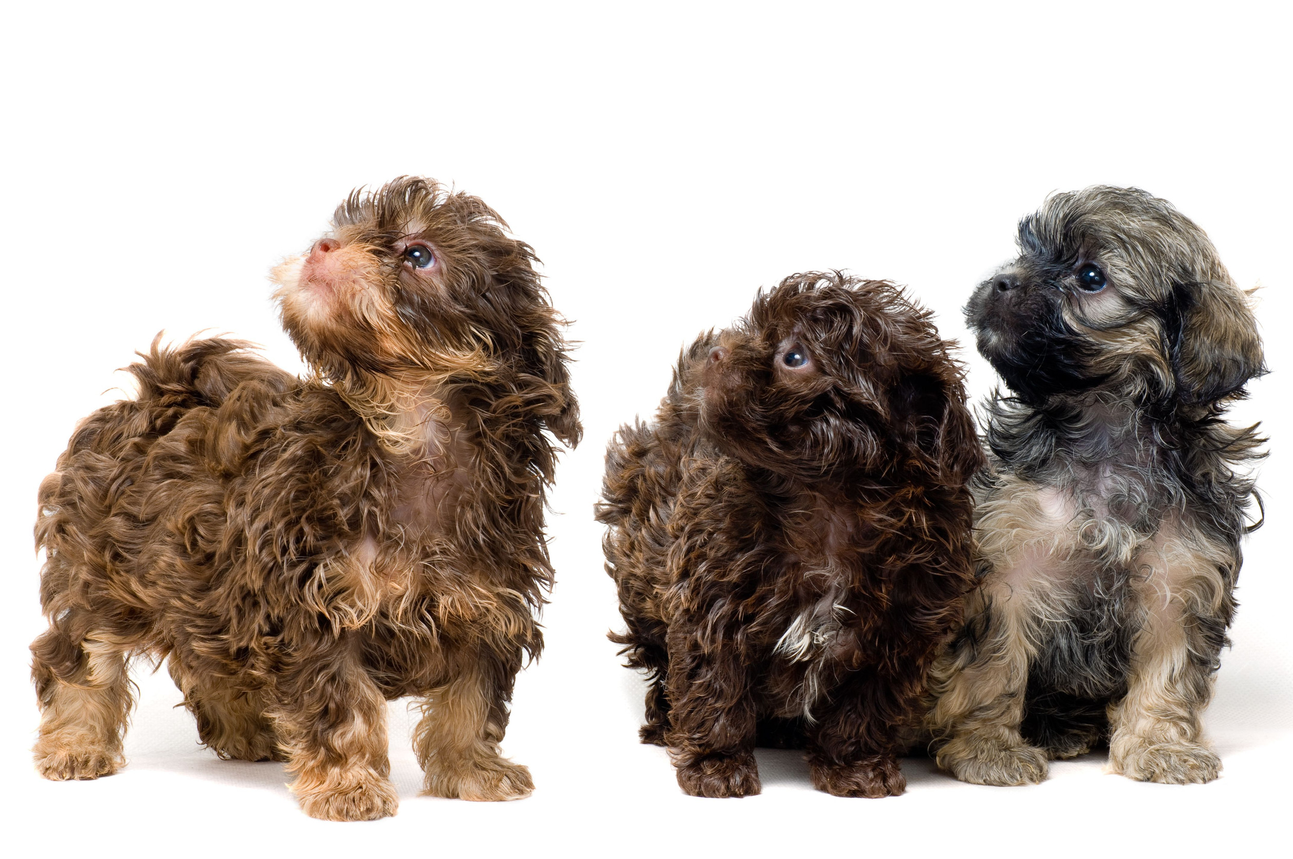 How to Adopt a Havapoo in South Dakota - Dog Adoption - Dog Academy
