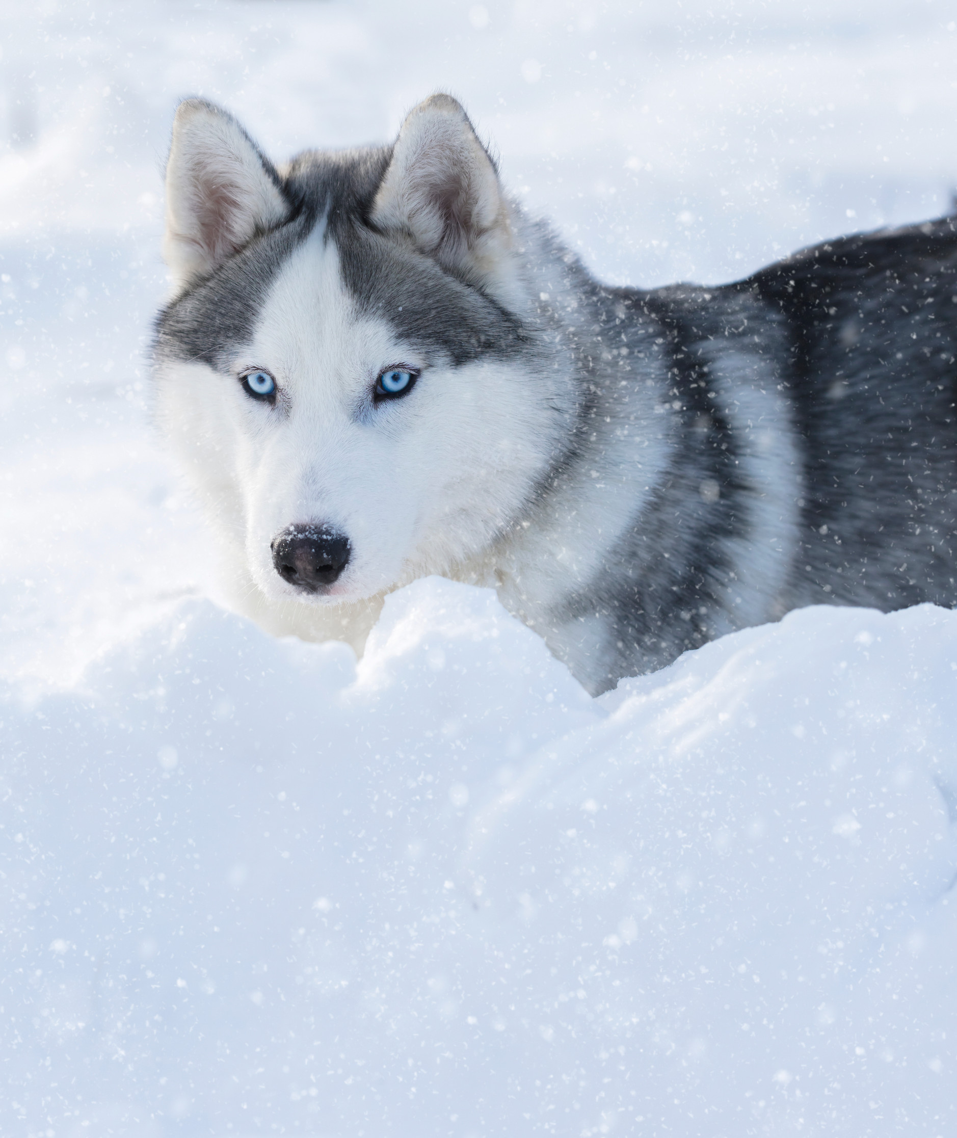 How to Adopt a Husky in Minnesota - Dog Adoption - Dog Academy