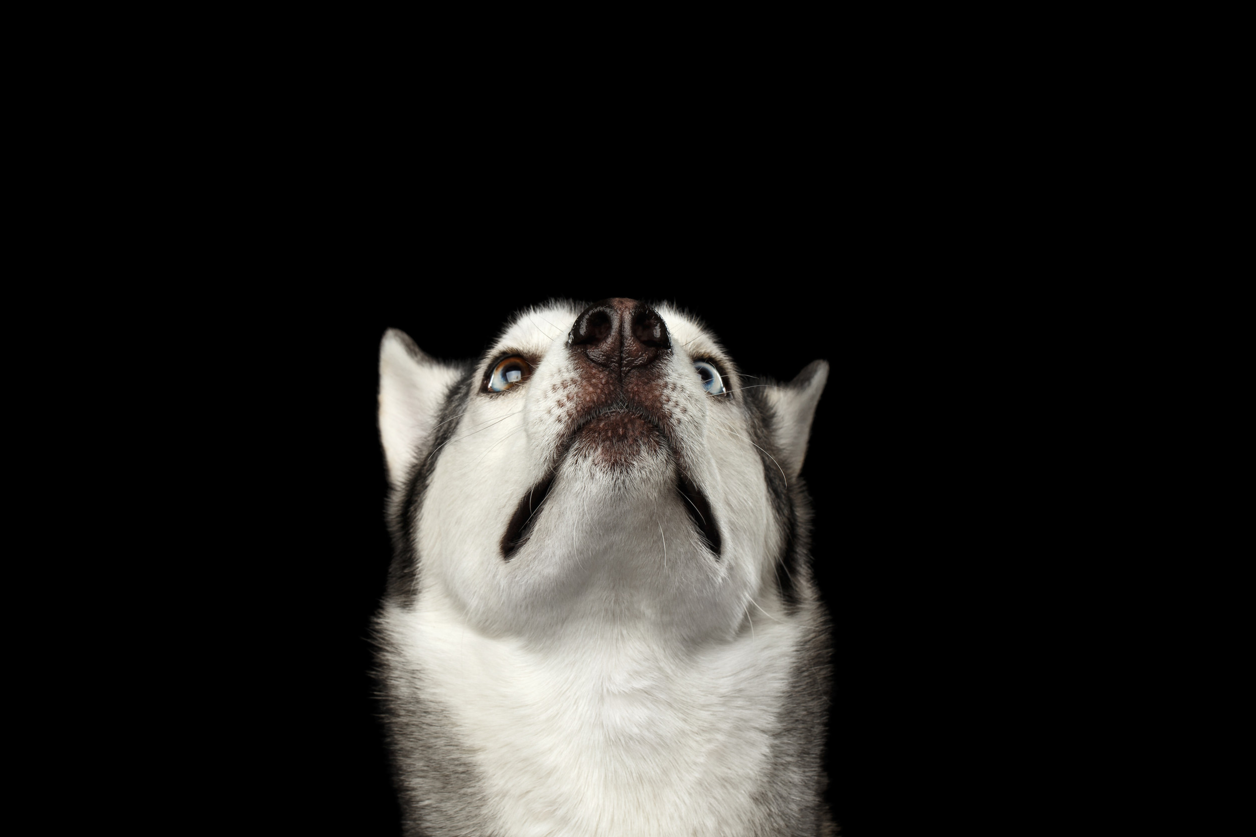 How to Adopt a Husky in Kentucky - Dog Adoption - Dog Academy