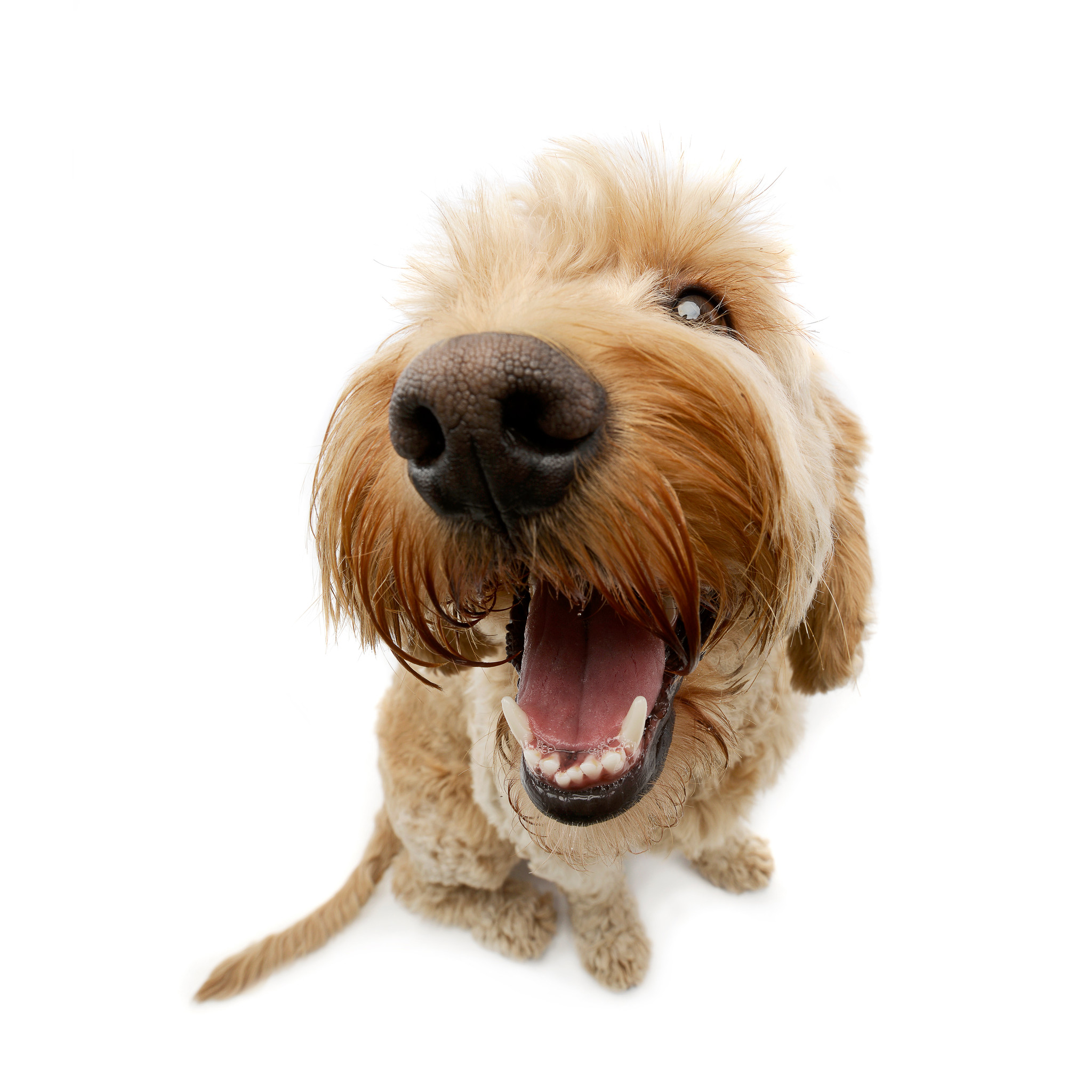 How to Adopt a Labradoodle in Ohio - Dog Adoption - Dog Academy