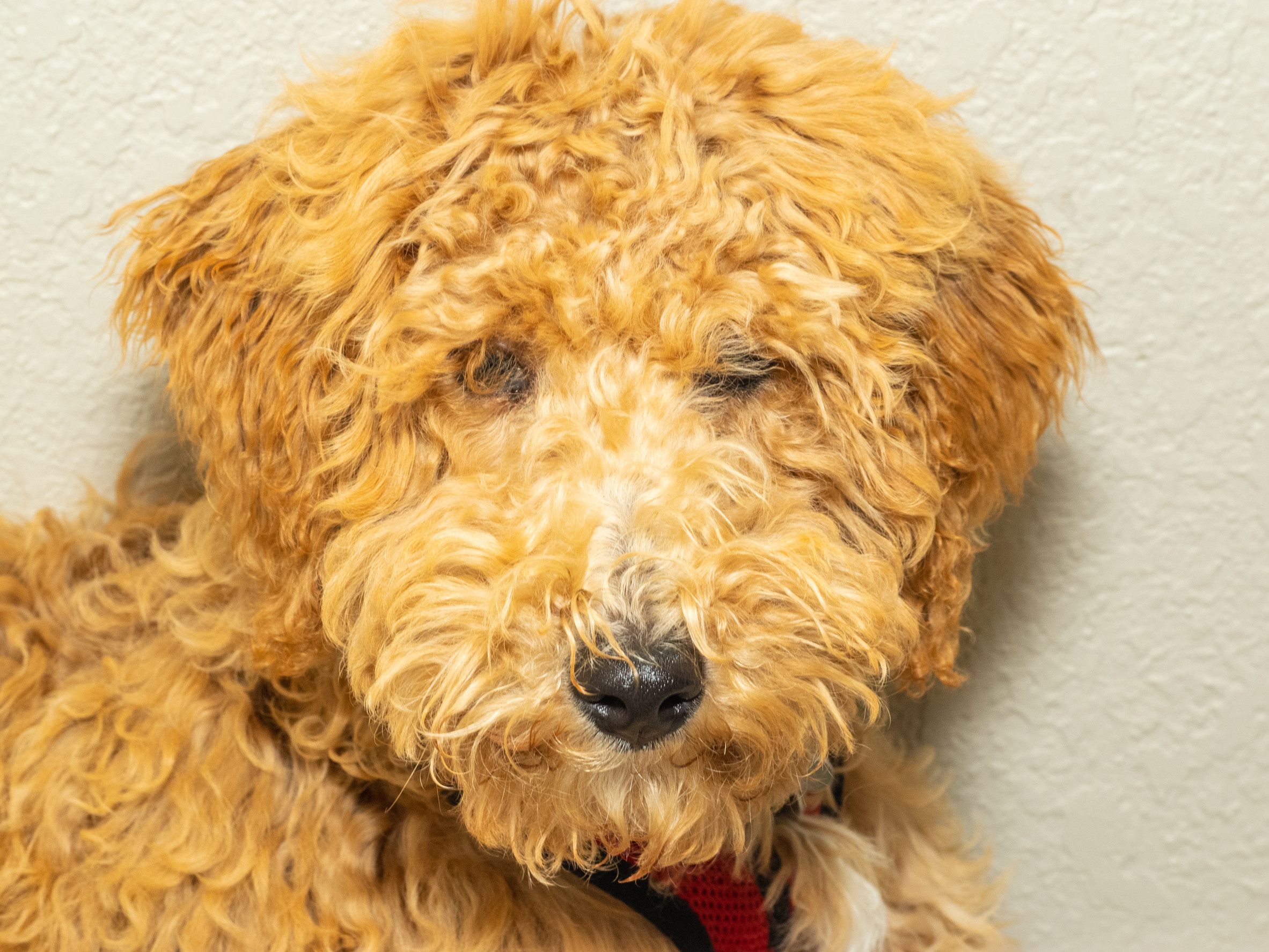How to Adopt a Labradoodle in Vermont - Dog Adoption - Dog Academy