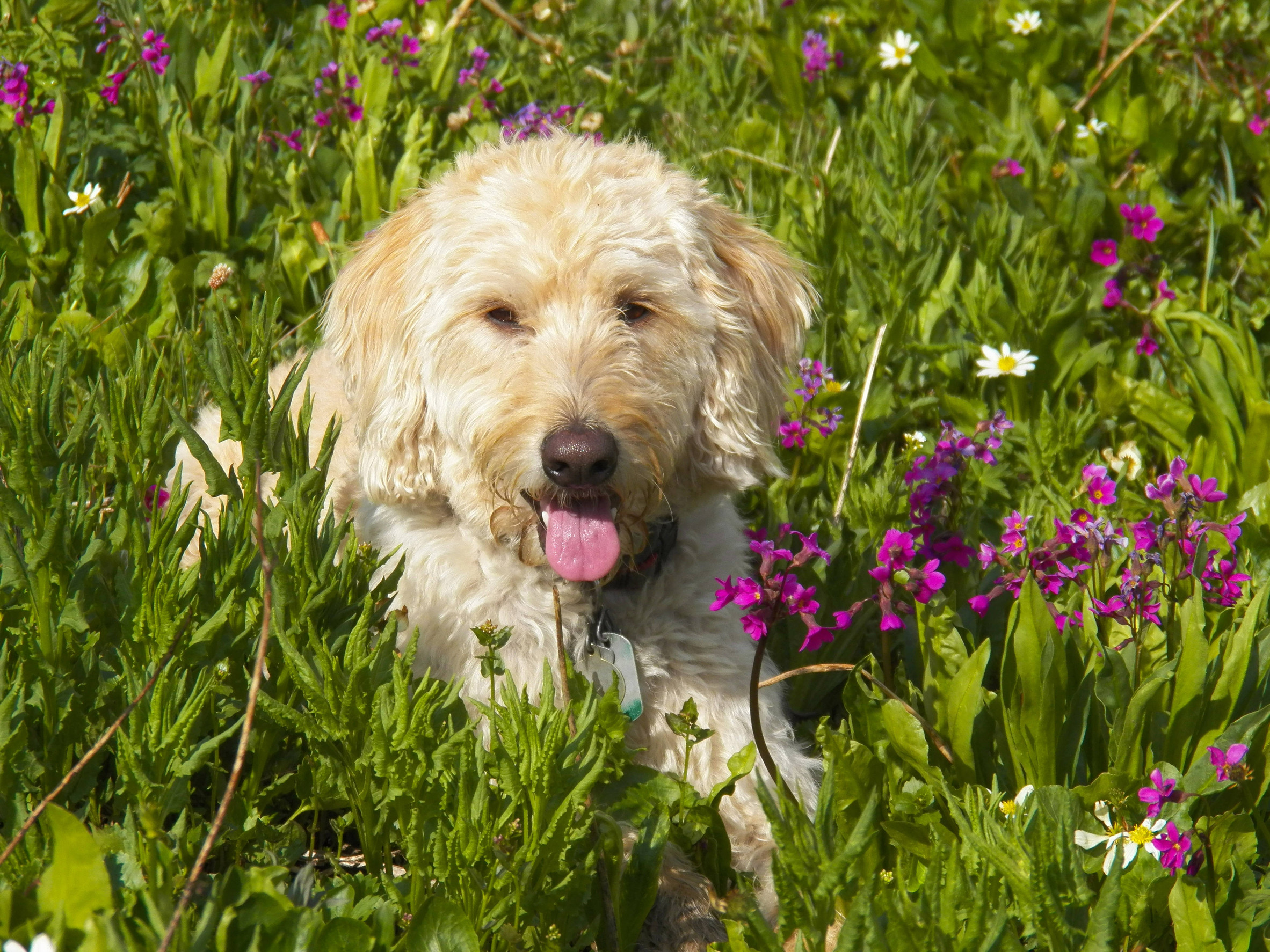 How to Adopt a Labradoodle in Illinois - Dog Adoption - Dog Academy