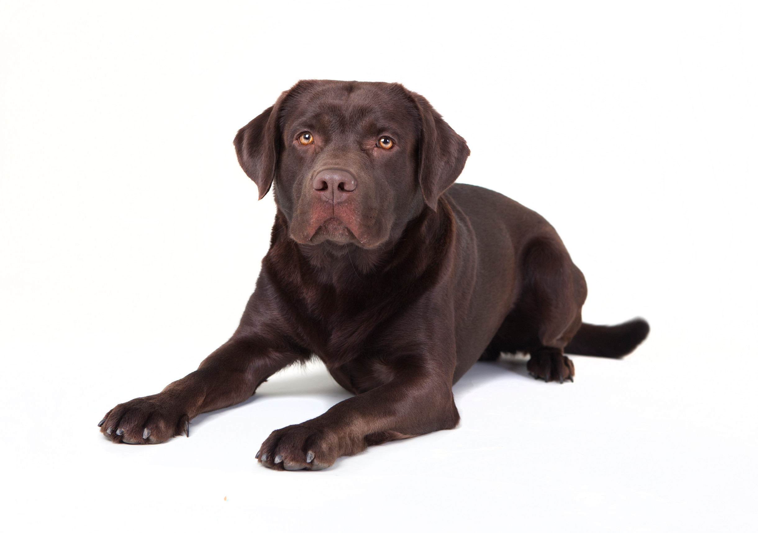 How to Adopt a Labrador Retriever in Arkansas - Dog Adoption - Dog Academy