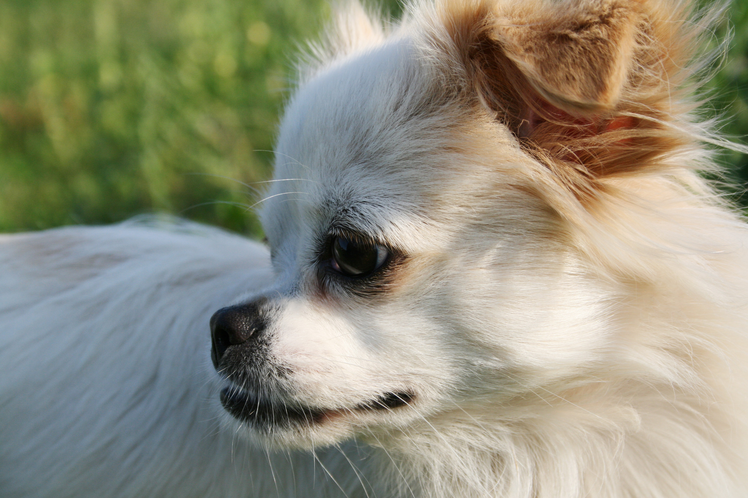 How to Adopt a Long Haired Chihuahua in Vermont - Dog Adoption - Dog ...