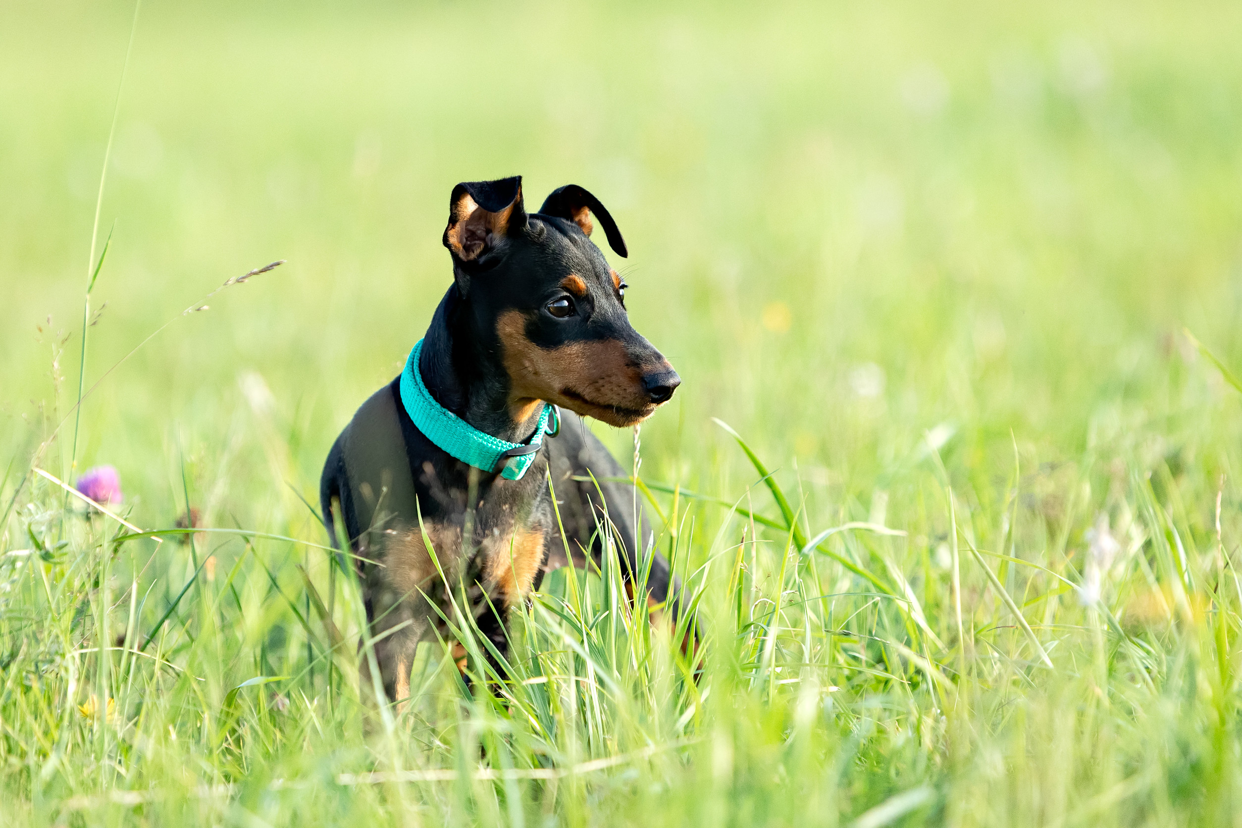 How to Adopt a Miniature Pinscher in Rhode Island - Dog Adoption - Dog ...