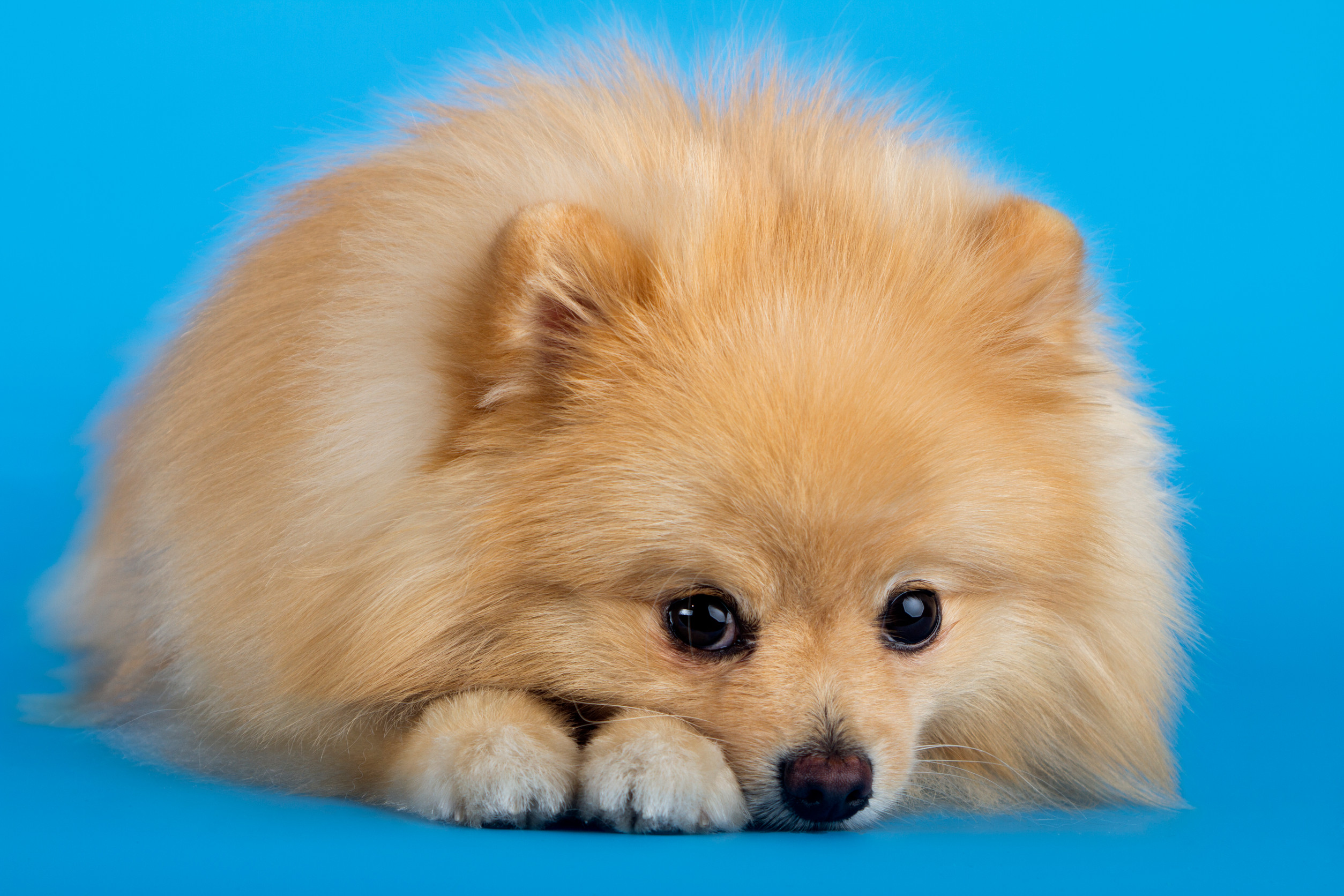 How to Adopt a Pomeranian in Massachusetts - Dog Adoption - Dog Academy