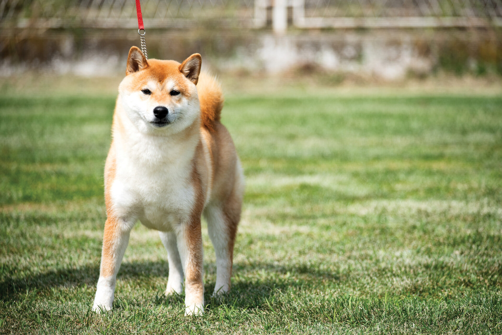 How to Adopt a Shiba Inu in North Dakota - Dog Adoption - Dog Academy