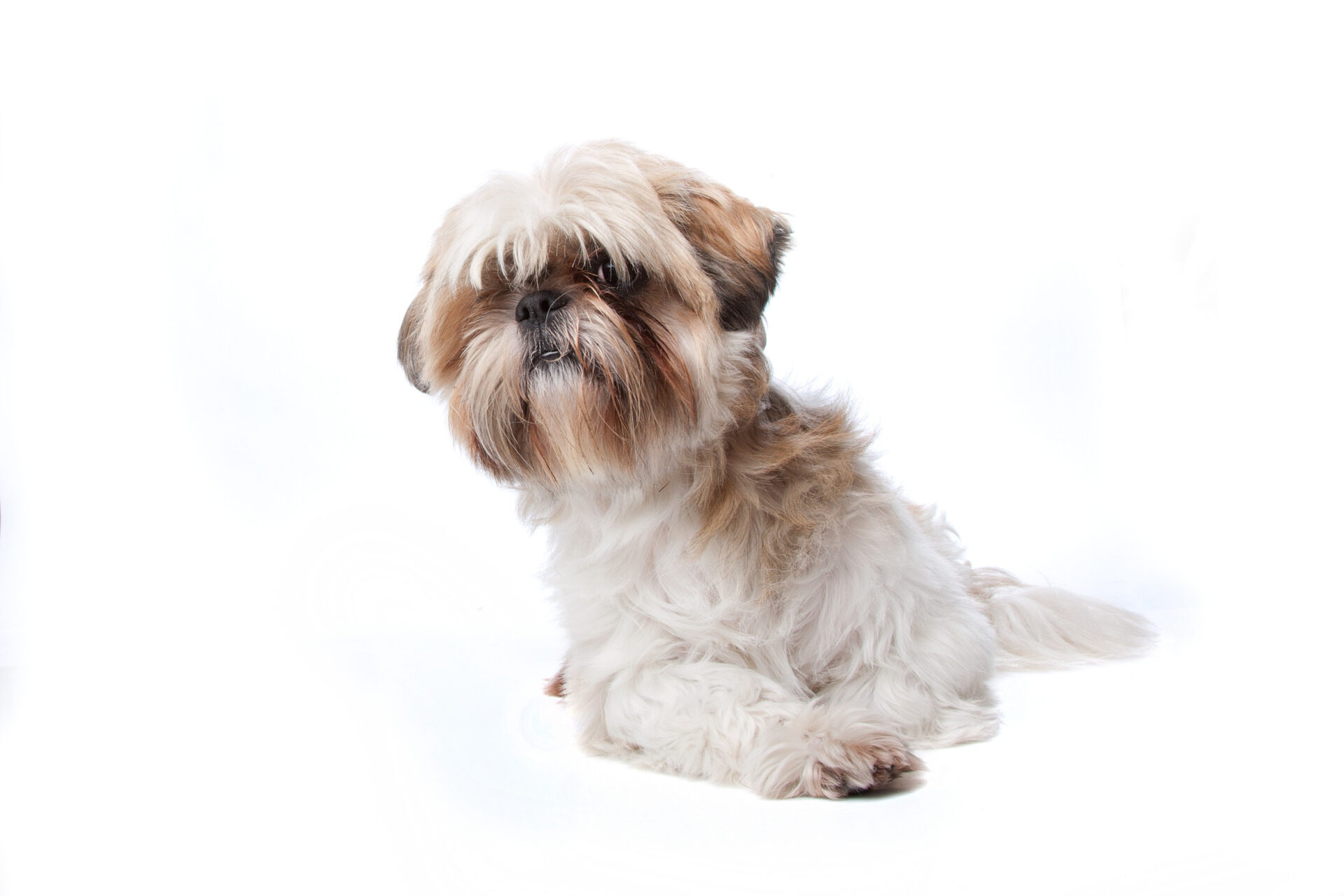 How to Adopt a Shih Tzu in Rhode Island - Dog Adoption - Dog Academy