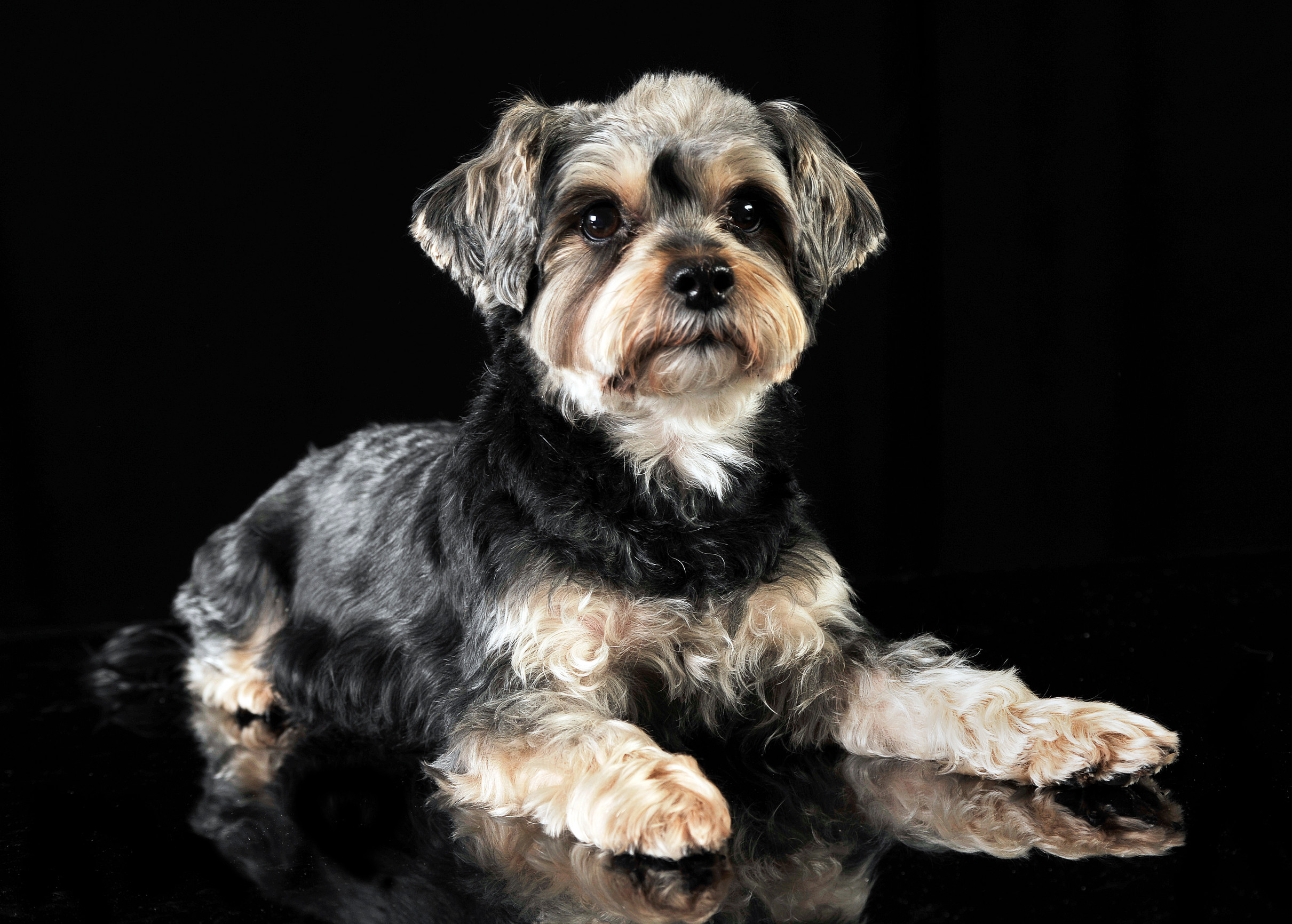 How to Adopt a Shorkie in Missouri - Dog Adoption - Dog Academy